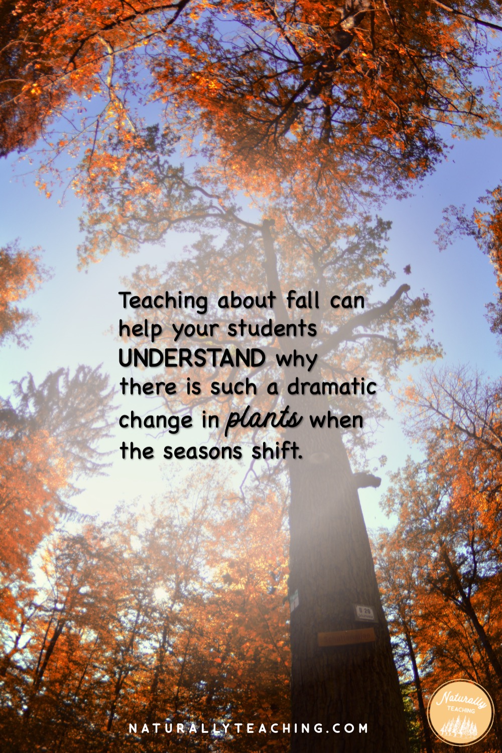 A Helpful Guide to Teaching About Fall in Elementary School - Naturally ...