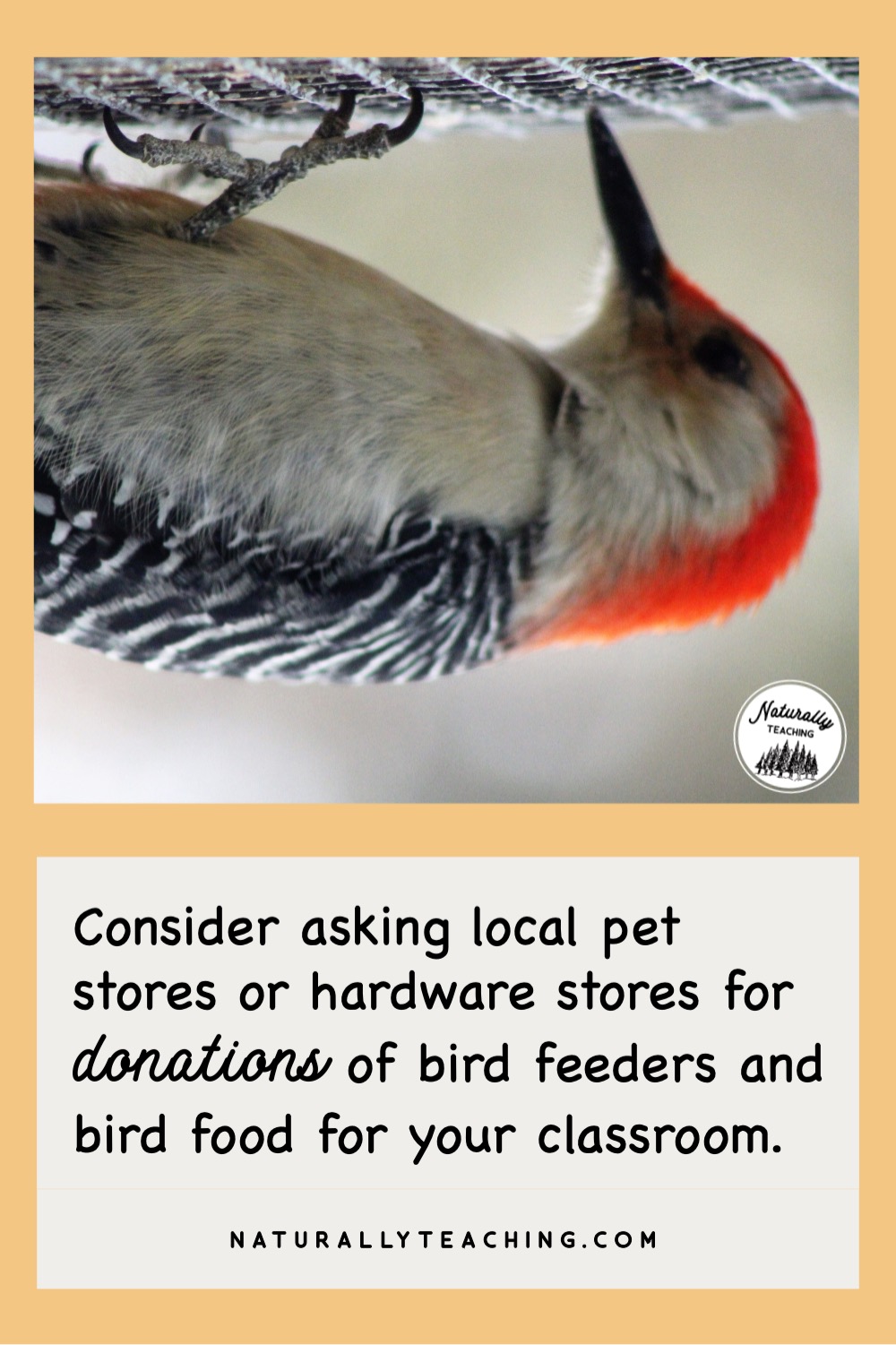 The Great Backyard Bird Count: How to Take Part for Elementary Teachers ...