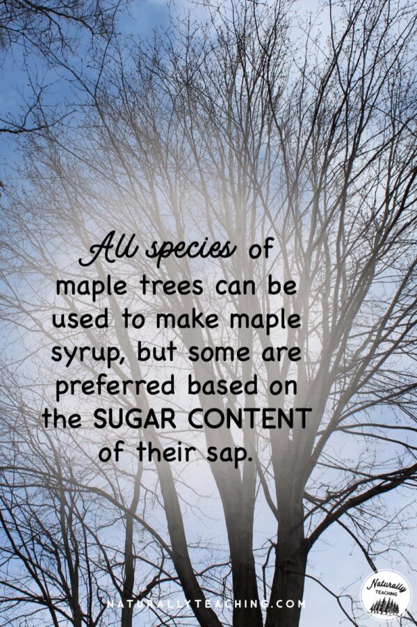 How Maple Syrup Season Can Help You Teach Elementary Students ...