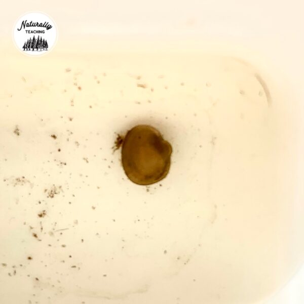 How Vernal Pools Can Be Used to Reach Your Curricular Goals - Naturally ...