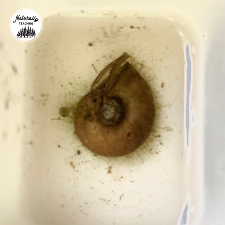 How Vernal Pools Can Be Used to Reach Your Curricular Goals - Naturally ...