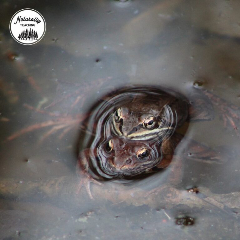 How Vernal Pools Can Be Used to Reach Your Curricular Goals - Naturally ...