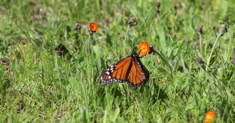 What Butterfly Looks Like a Monarch and 4 Other Butterfly Survival ...