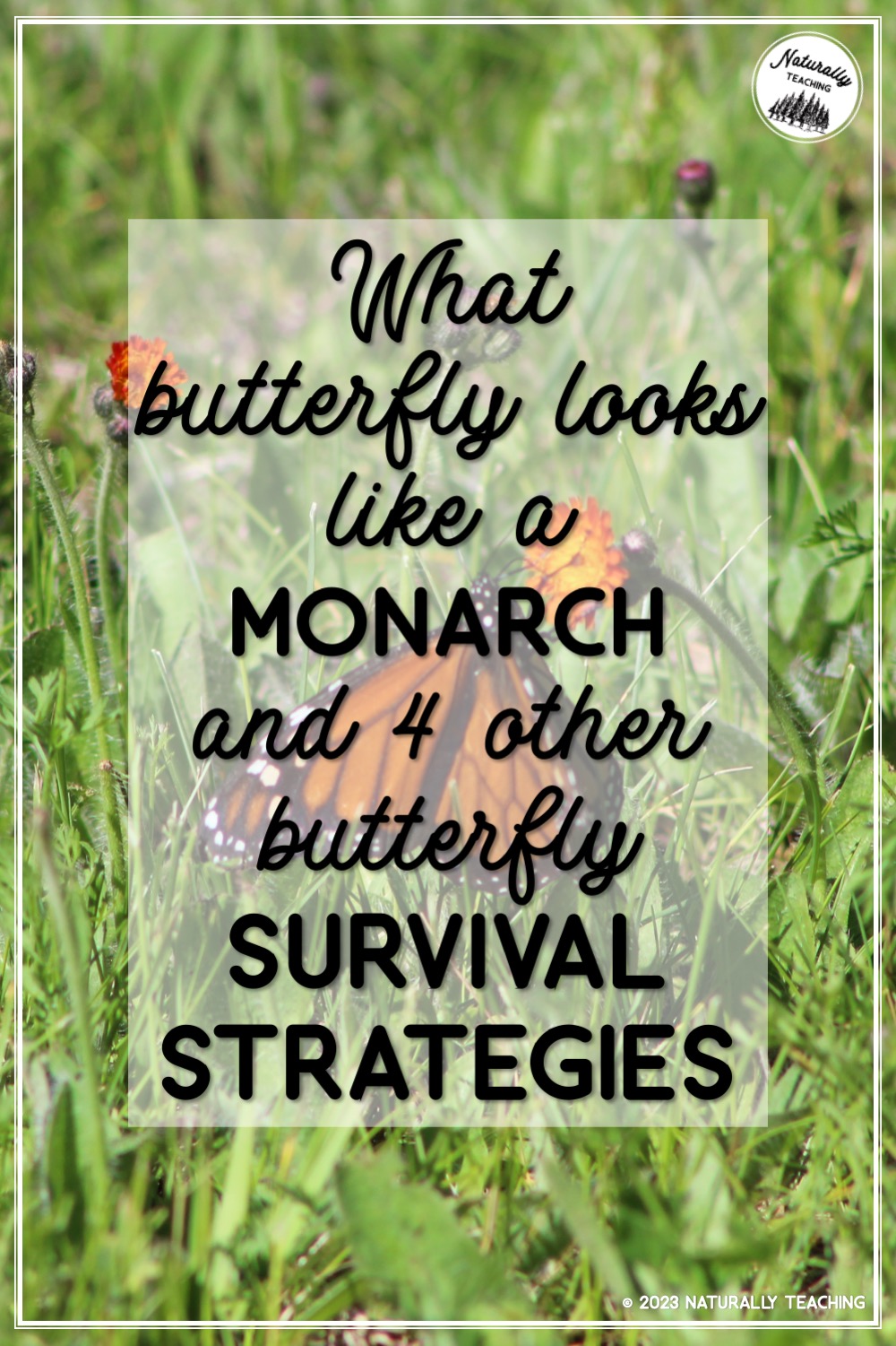 What Butterfly Looks Like a Monarch and 4 Other Butterfly Survival ...
