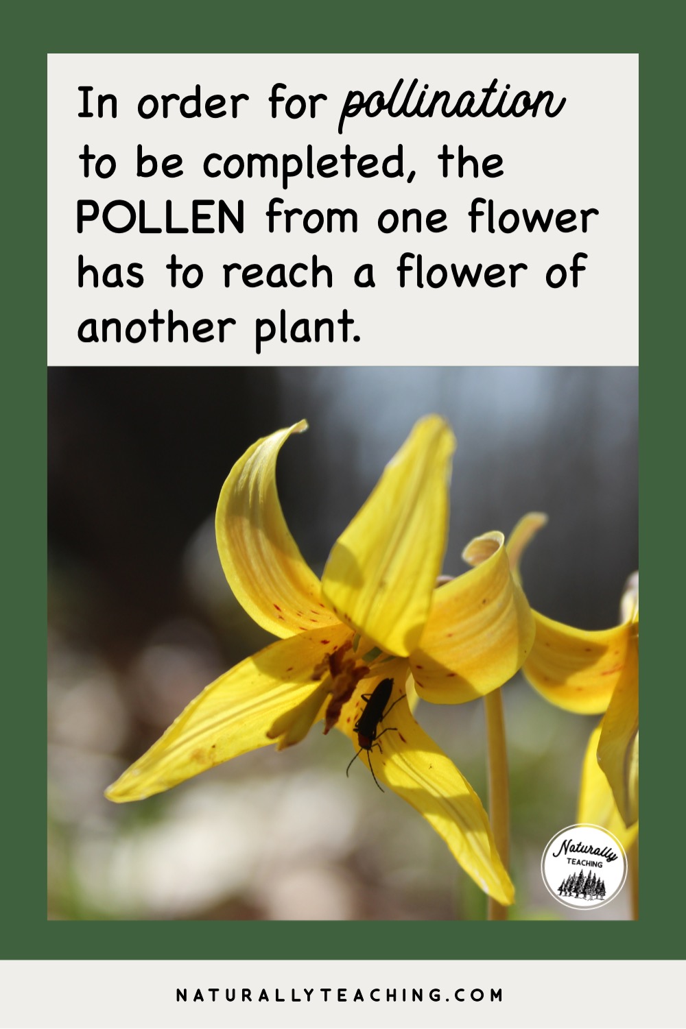 Pollination for Plants: How to Use "Flowers Are Calling" for Effective ...