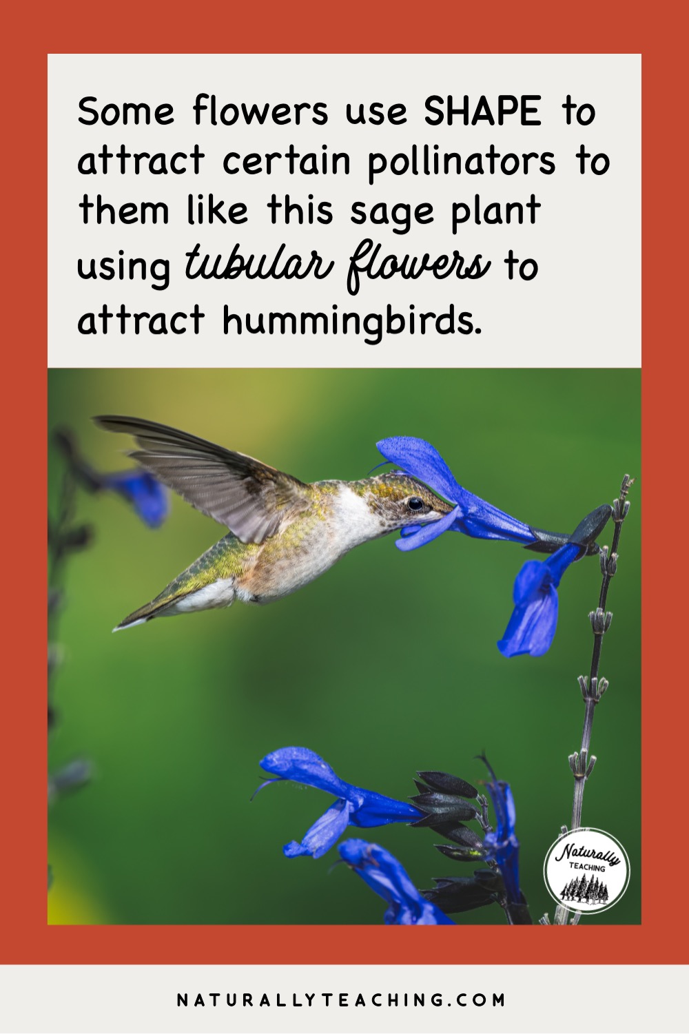 Pollination for Plants: How to Use "Flowers Are Calling" for Effective ...