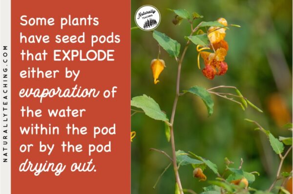 Seed Dispersal Types: 6 Innovative Ways Seeds Travel to New Places ...