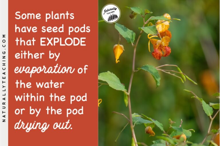 Seed Dispersal Types: 6 Innovative Ways Seeds Travel to New Places ...