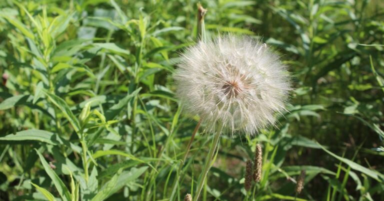 Seed Dispersal Types: 6 Innovative Ways Seeds Travel to New Places ...