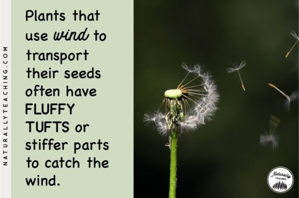 Seed Dispersal Types: 6 Innovative Ways Seeds Travel to New Places ...