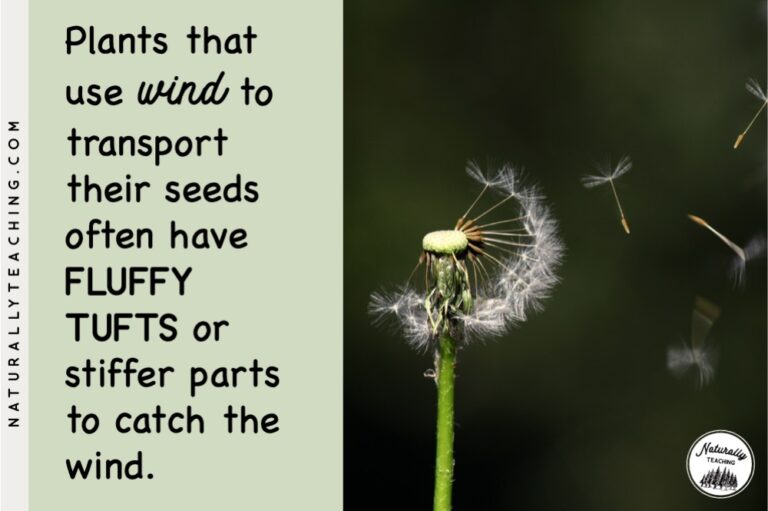 Seed Dispersal Types: 6 Innovative Ways Seeds Travel to New Places ...