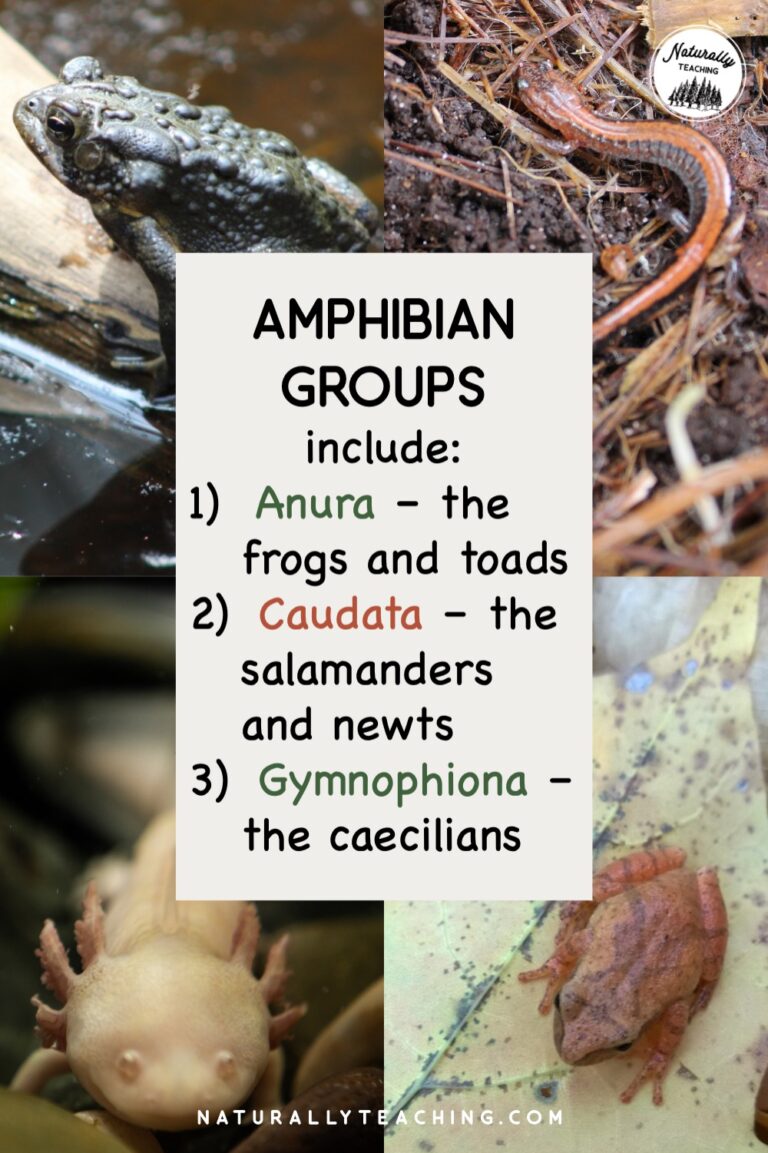 Amphibians Vs Reptiles: How to Teach the Difference in Your Elementary ...