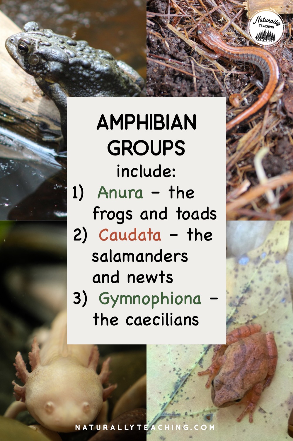 Amphibians Vs Reptiles: How to Teach the Difference in Your Elementary ...