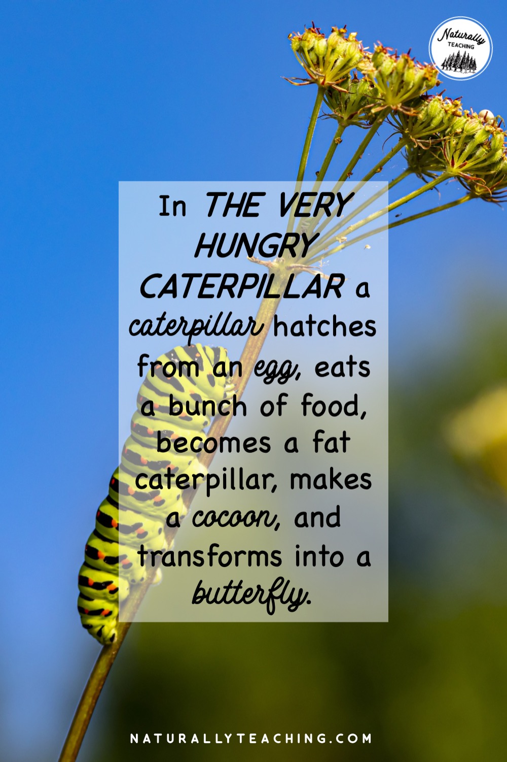 "The Very Hungry Caterpillar": Why It's Not the Best Option to Teach ...