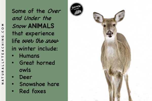 "Over and Under the Snow" by Kate Messner: Teaching Animal Adaptations ...