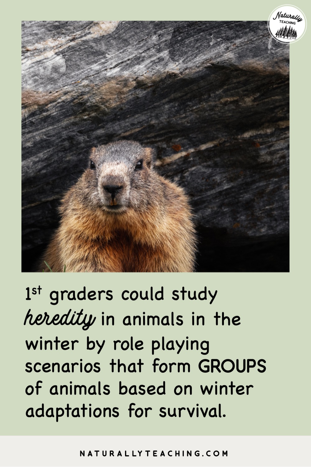 "Over and Under the Snow" by Kate Messner: Teaching Animal Adaptations ...