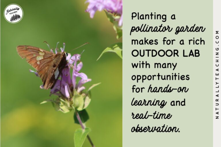 A Raising Butterflies Kit for the Classroom Conversation