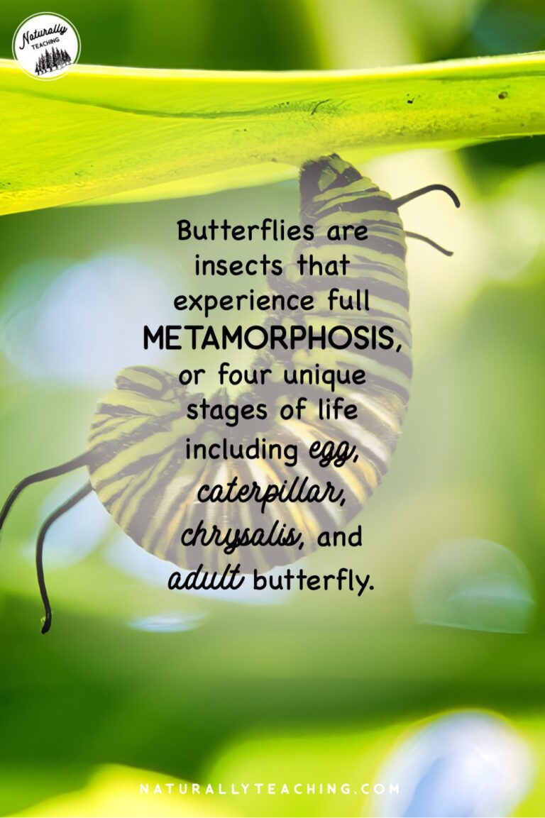 A Raising Butterflies Kit for the Classroom Conversation