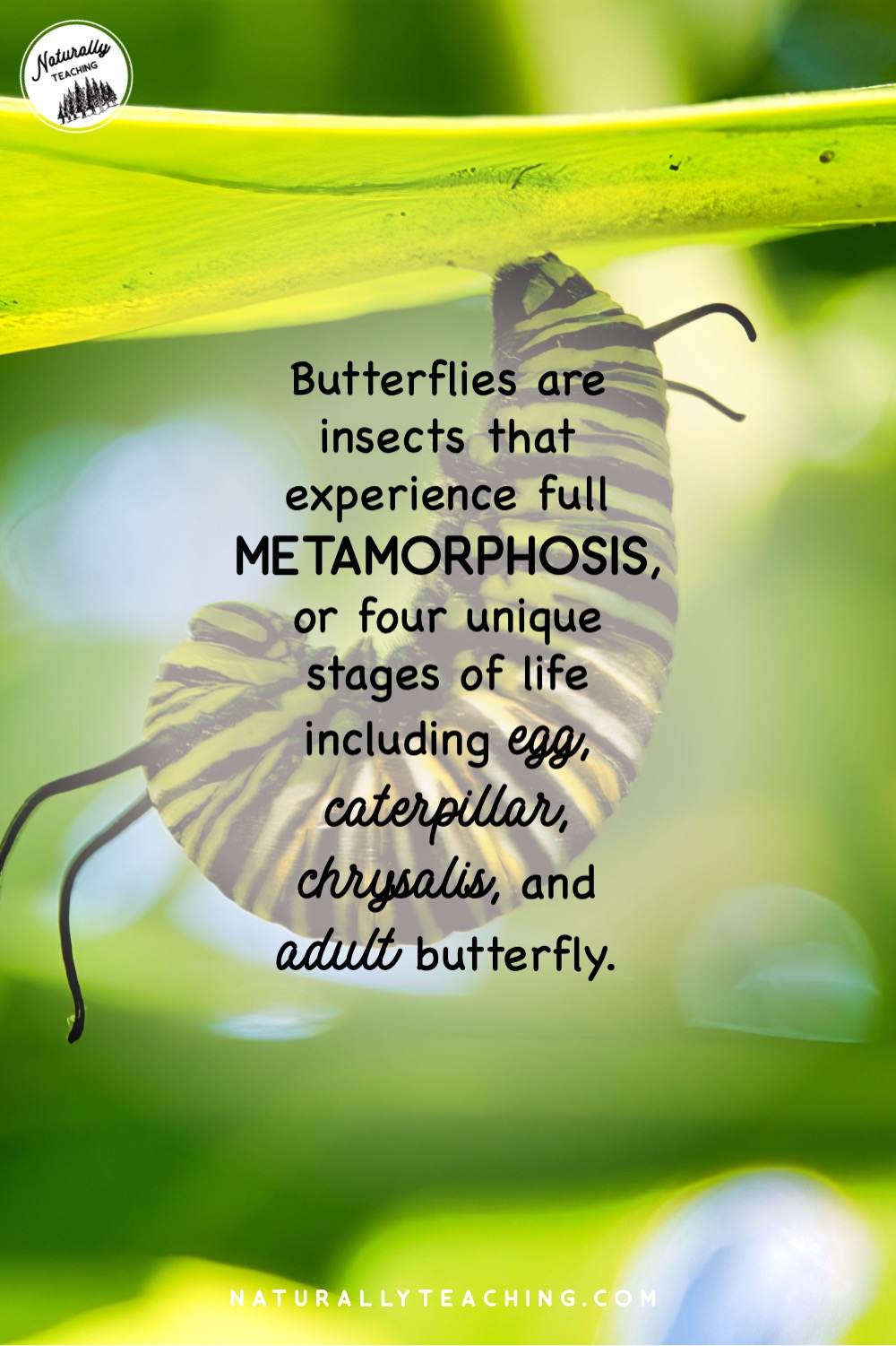 A Raising Butterflies Kit for the Classroom Conversation