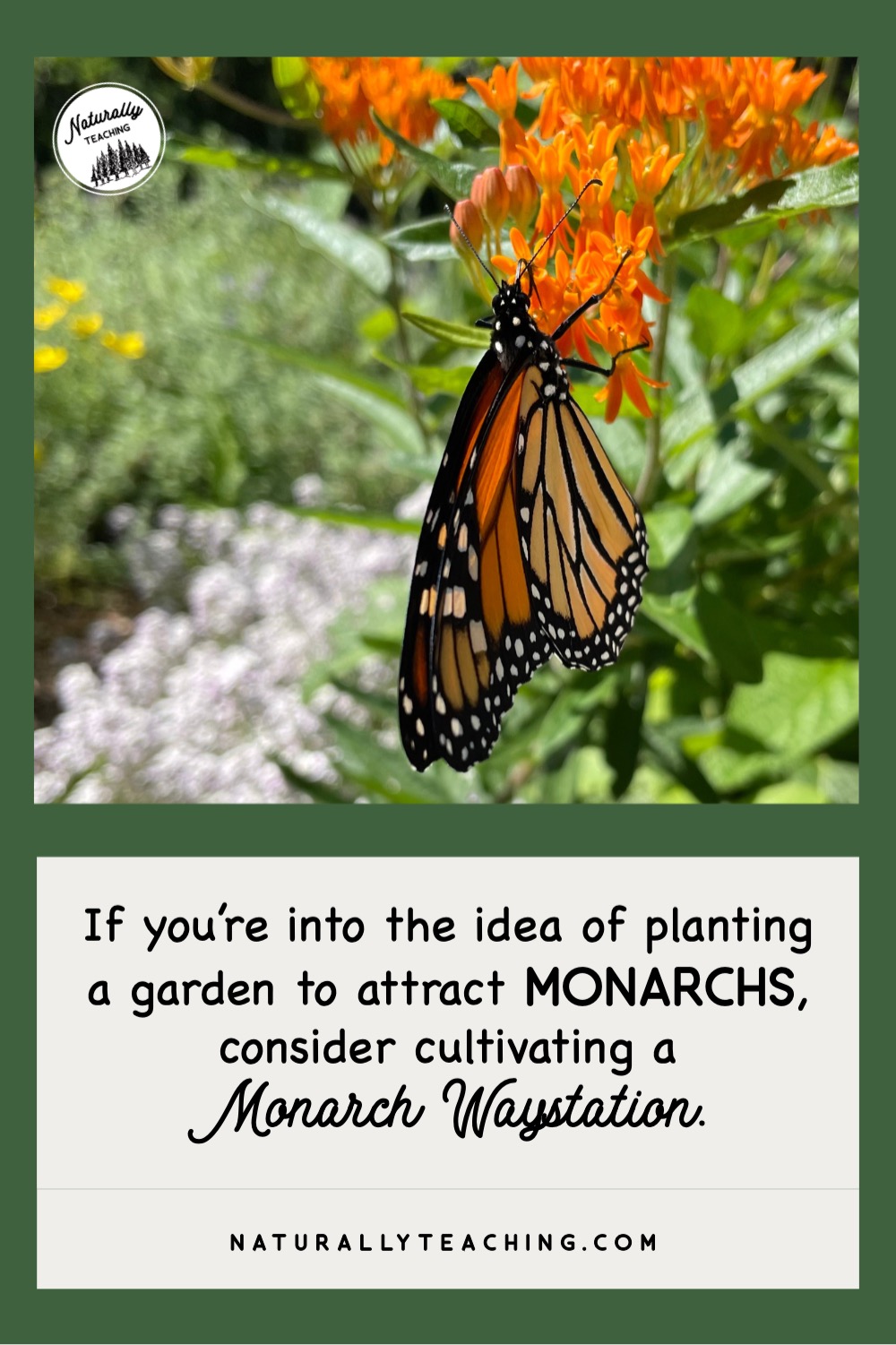 A Raising Butterflies Kit for the Classroom Conversation