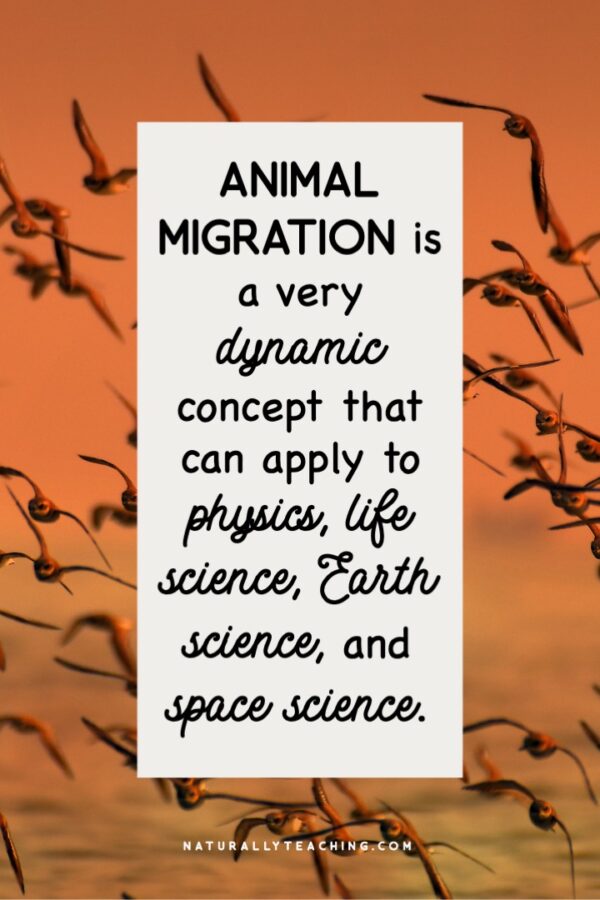 6 Animal Migration Activities for the Elementary Classroom