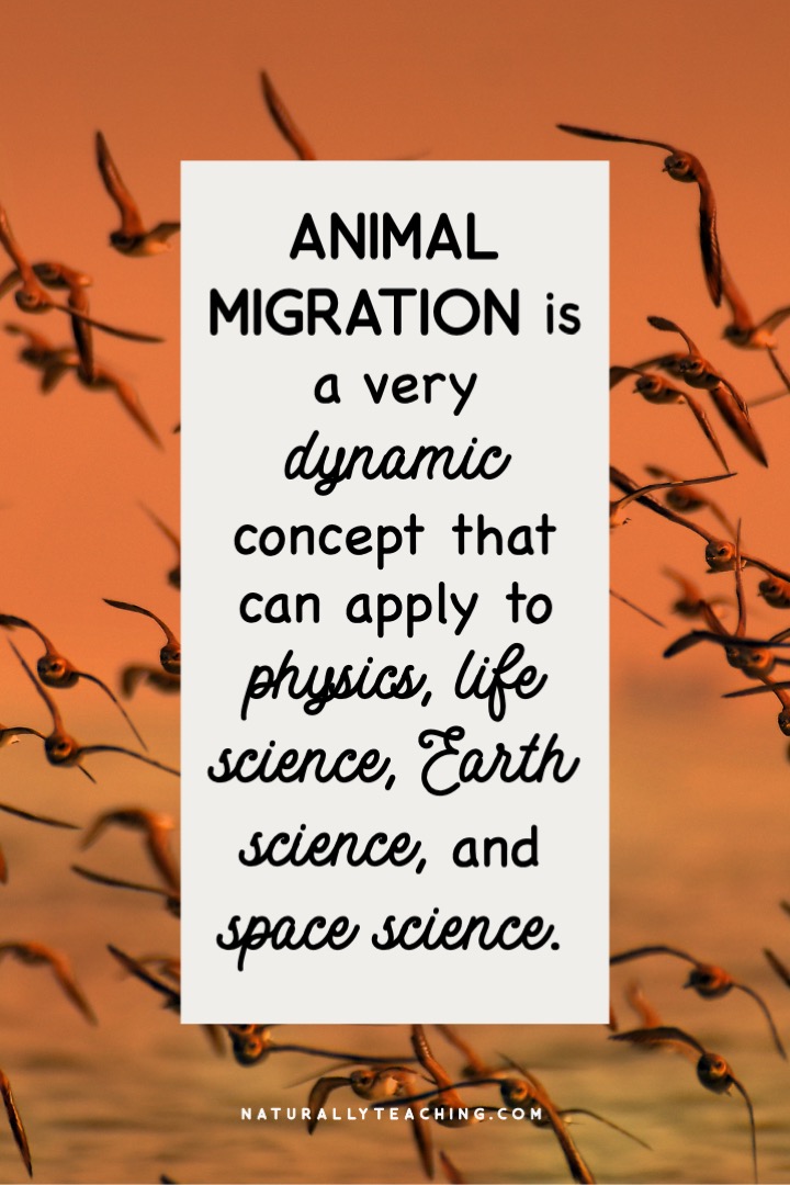 6 Animal Migration Activities for the Elementary Classroom