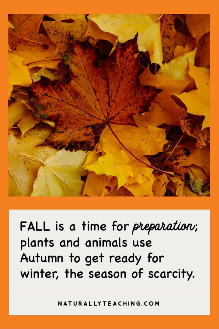10 Fall Picture Books to Introduce Autumn Seasonal Signs
