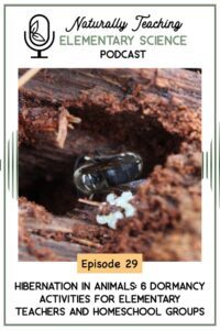 Hibernation in Animals: 6 Dormancy Activities for Teachers