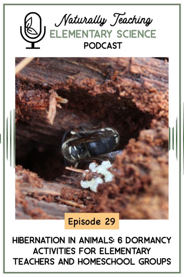Hibernation in Animals: 6 Dormancy Activities for Teachers