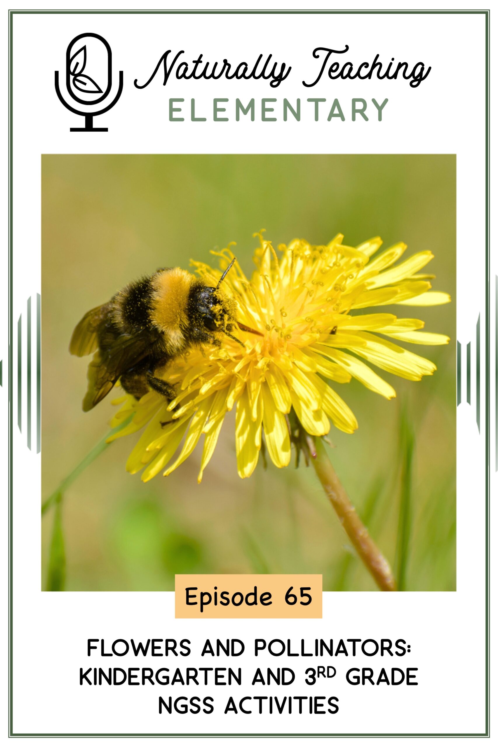Flowers and Pollinators: K and 3rd Grade NGSS Activities